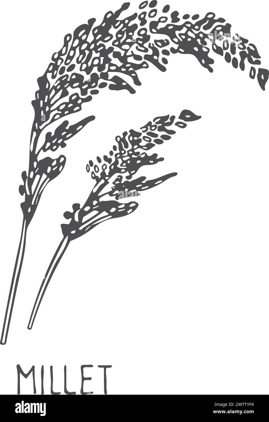 Millet seed Black and White Stock Photos & Images - Alamy