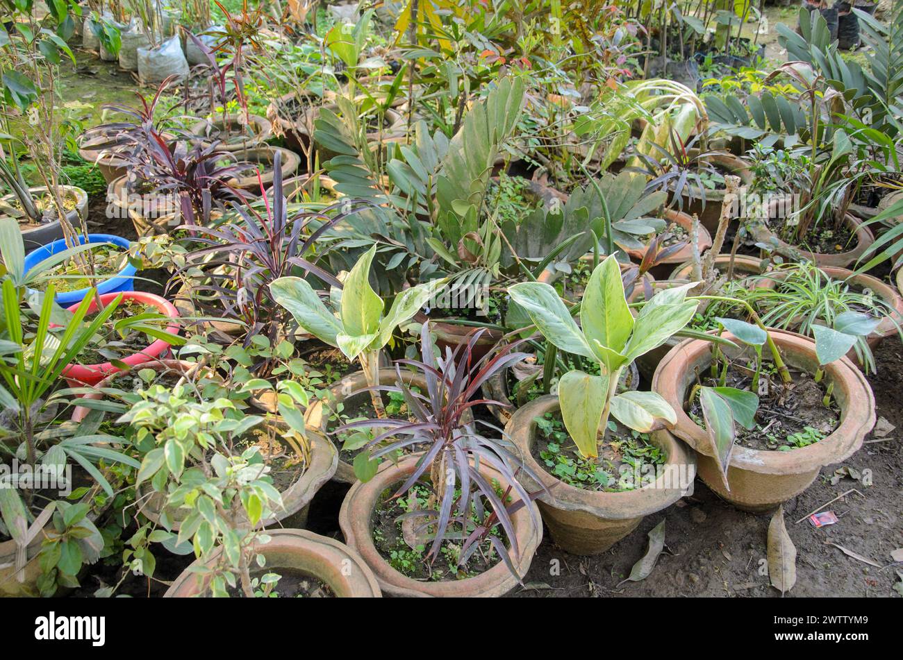 Growing plants in pot in the garden Stock Photo - Alamy