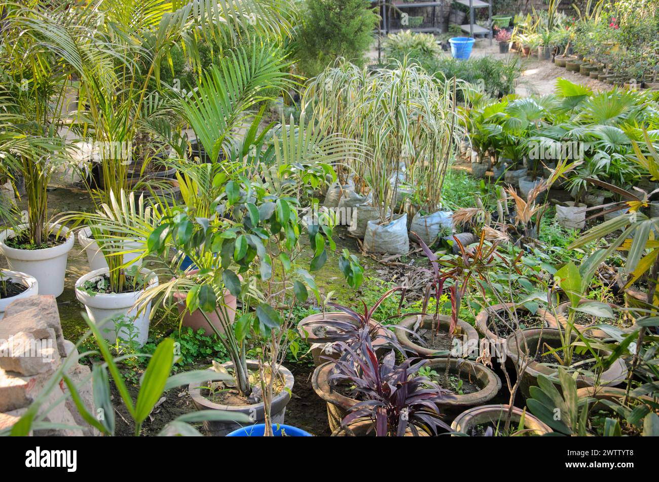 Growing plants in pot in the garden Stock Photo - Alamy