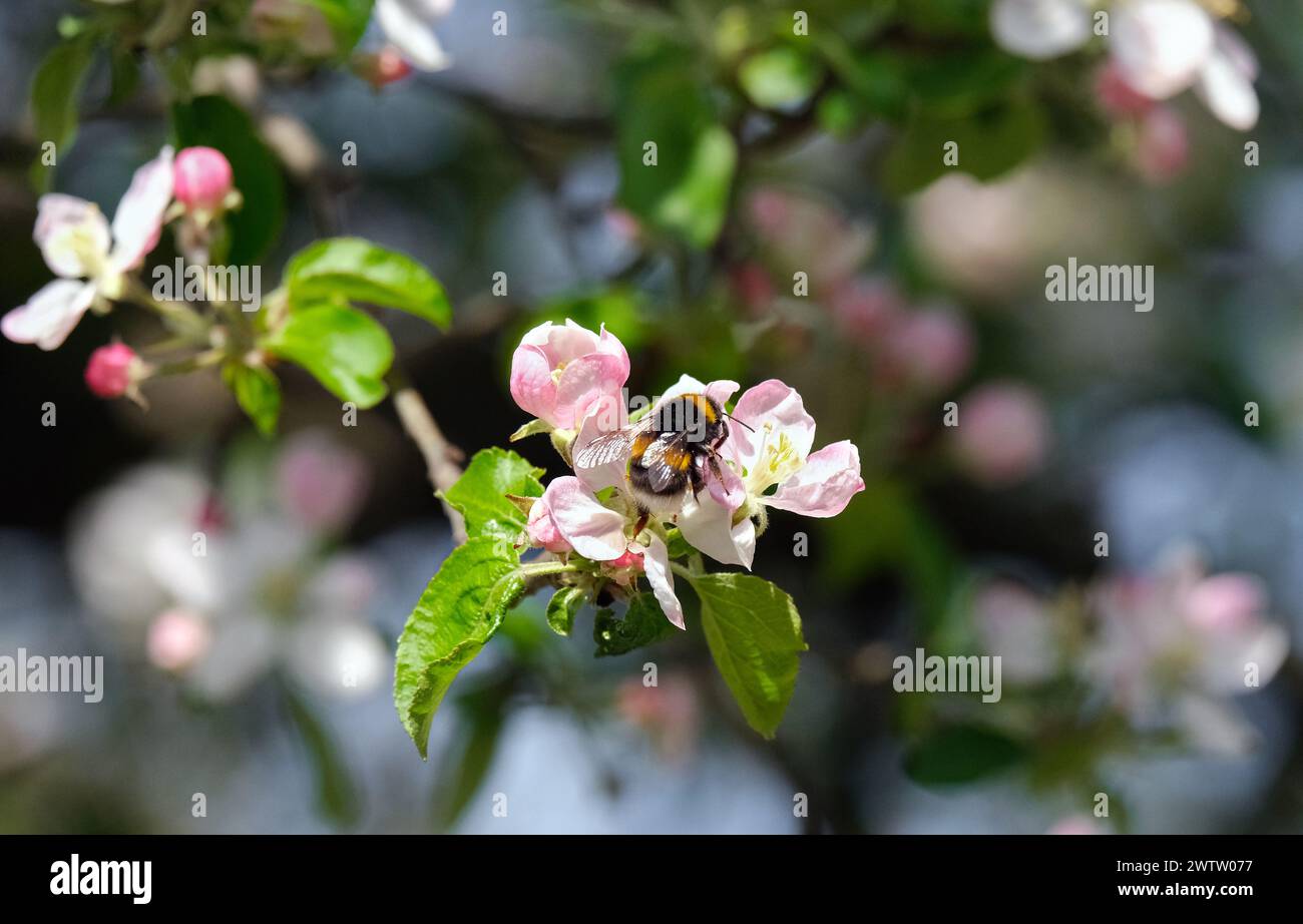 apple blossoms, spring flowers, bumblebee on the apple tree flower ...