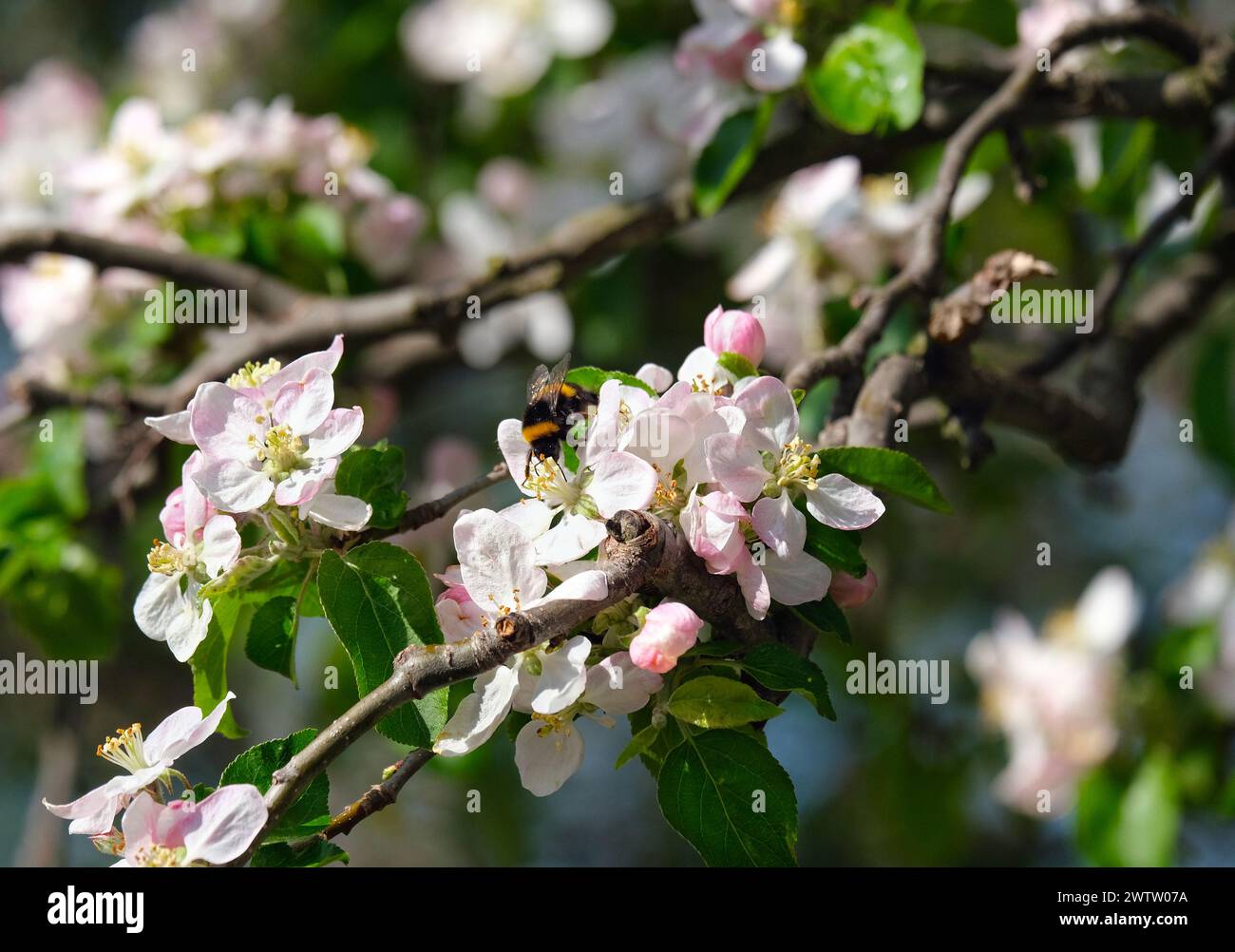 apple blossoms, spring flowers, bumblebee on the apple tree flower ...