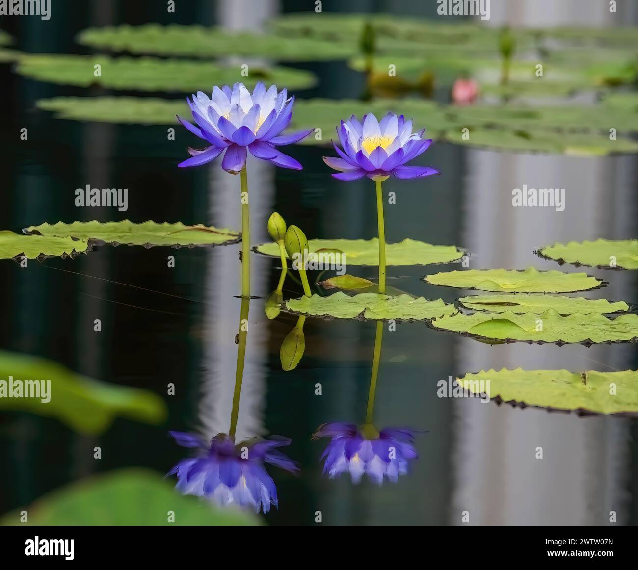 Beautiful purple water lilies and lily pads in a pond in front of the ...