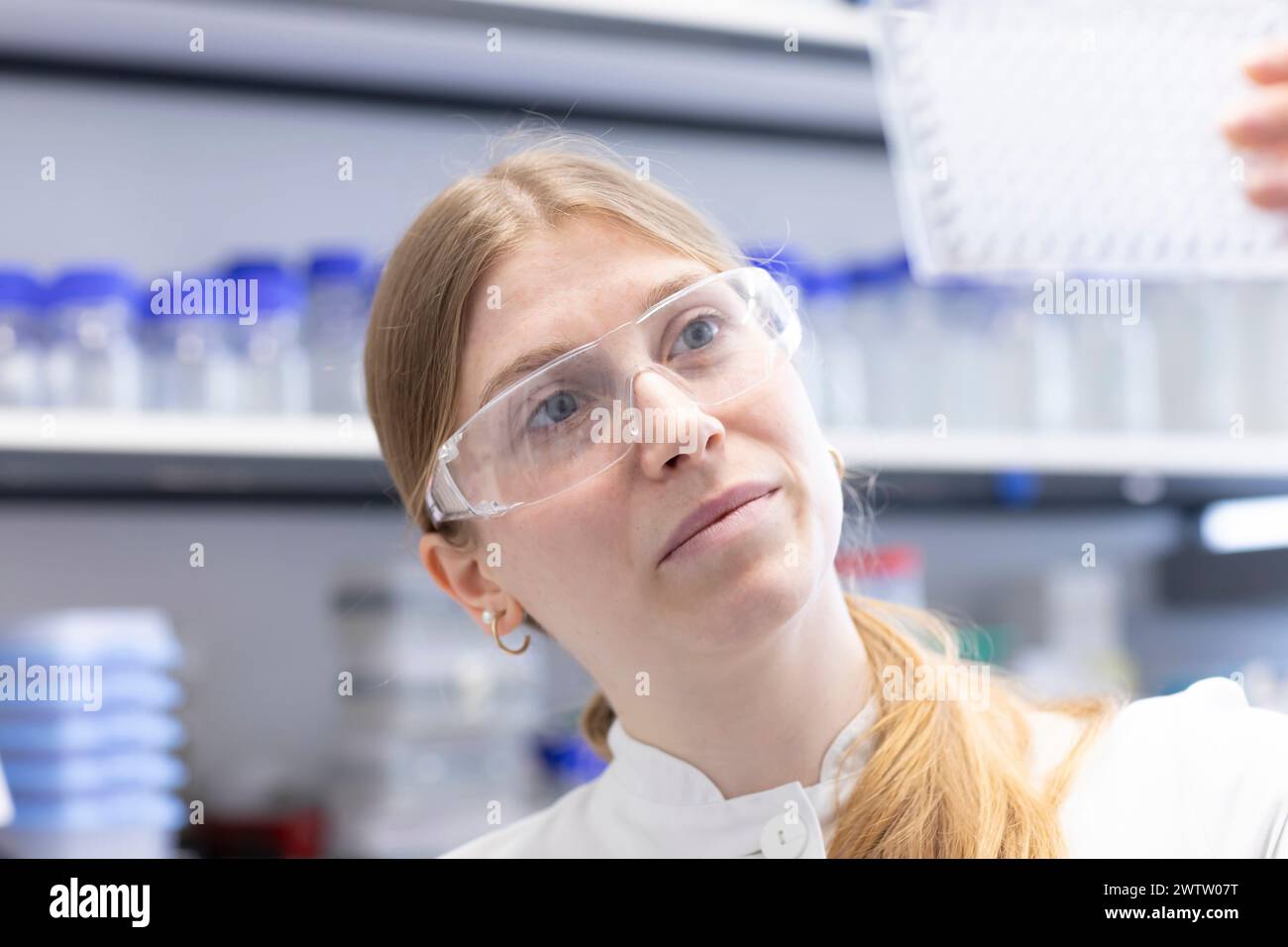 Focused scientist examining a specimen in the lab Stock Photo - Alamy