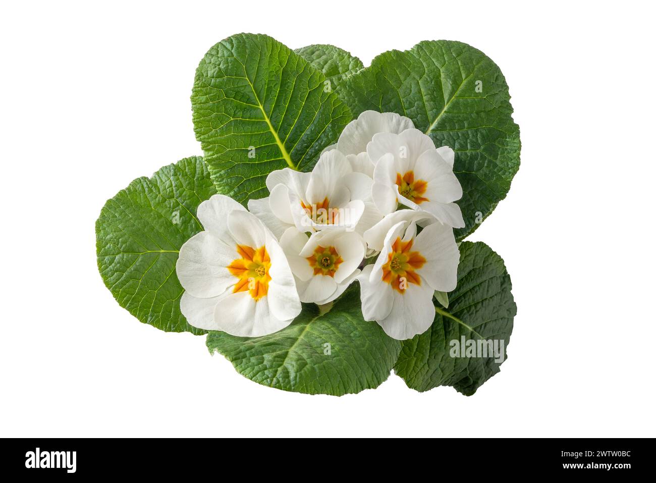 White flowering primroses (primula vulgaris) with green leaves isolated ...