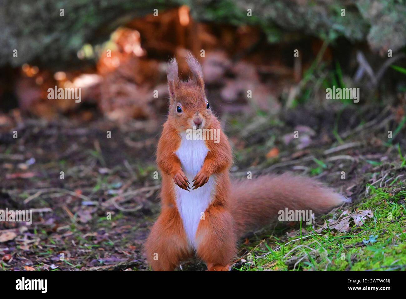 Red Squirrel Sciurus Vulgaris Stock Photo - Alamy