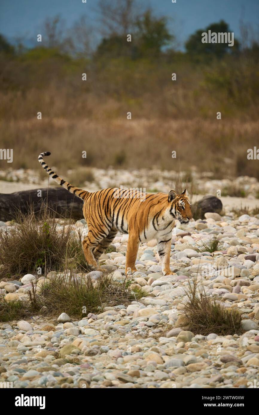 Tiger walking across river cobbles hi-res stock photography and images ...
