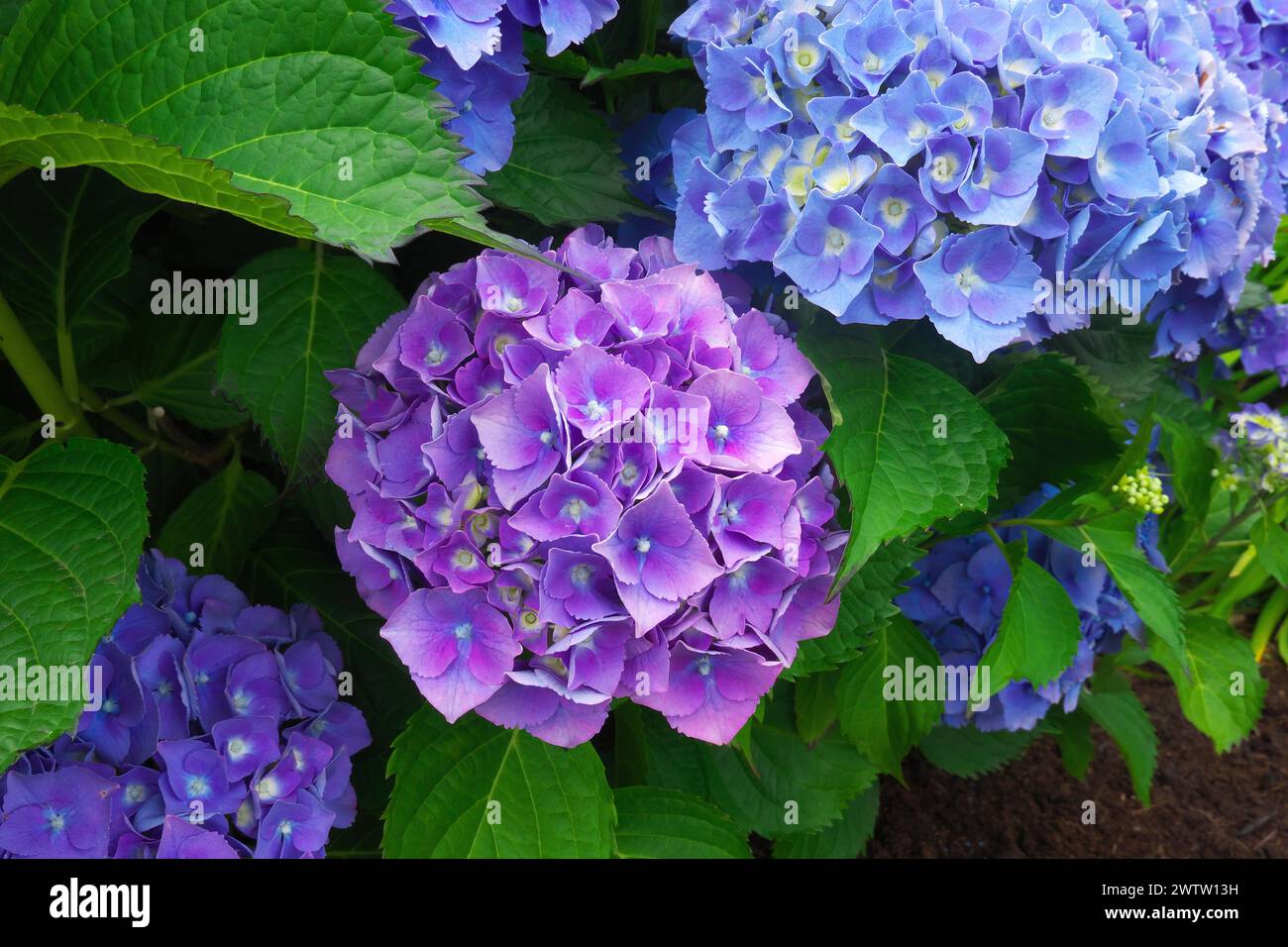 Mophead Hydrangea (Hydrangea macrophylla) - closeup showing variation ...