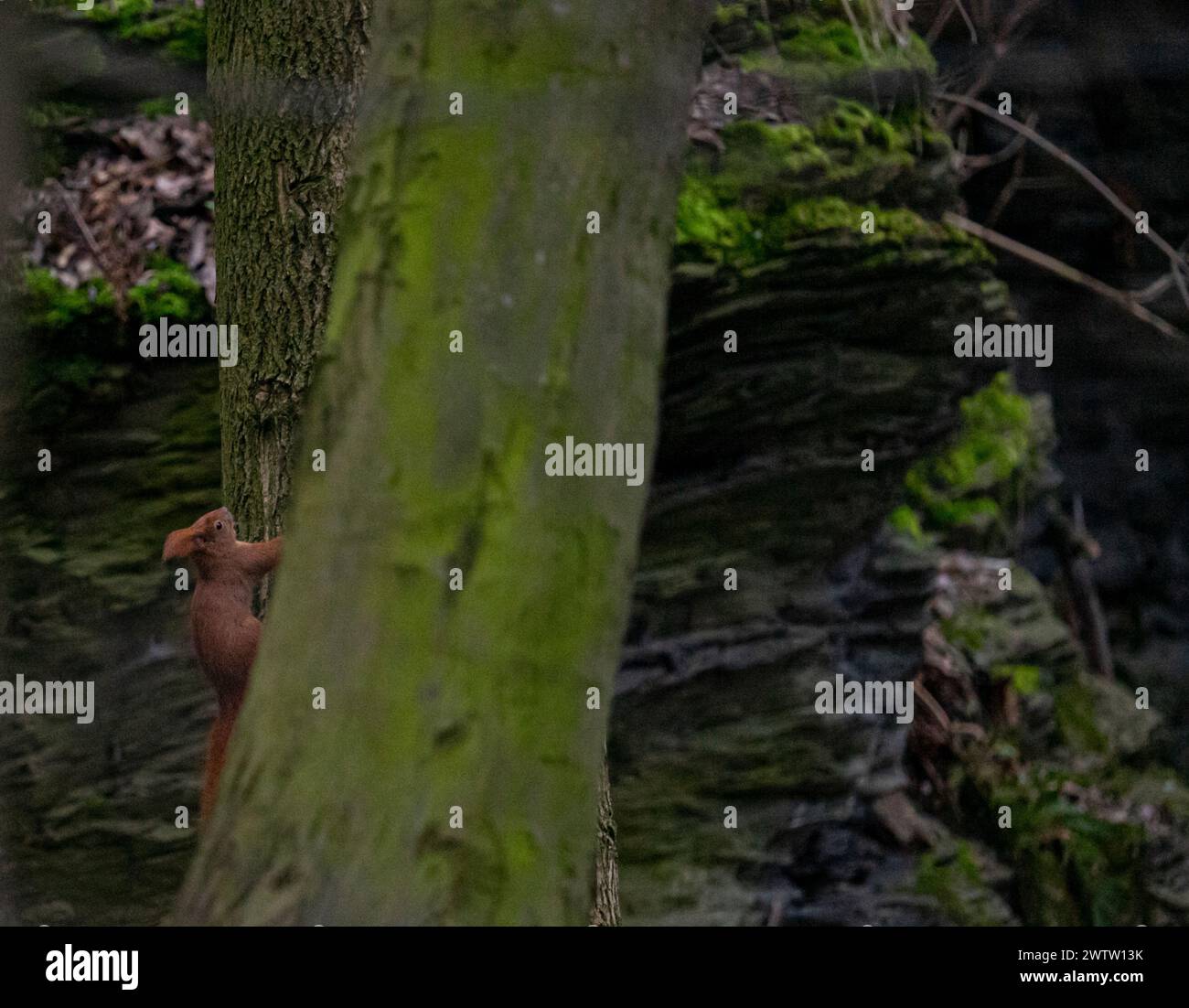 Squirrel in forest animals hi-res stock photography and images - Alamy