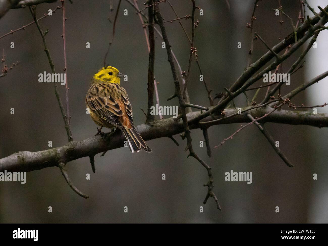 Bunting birds in Eastern Europe Stock Photo - Alamy