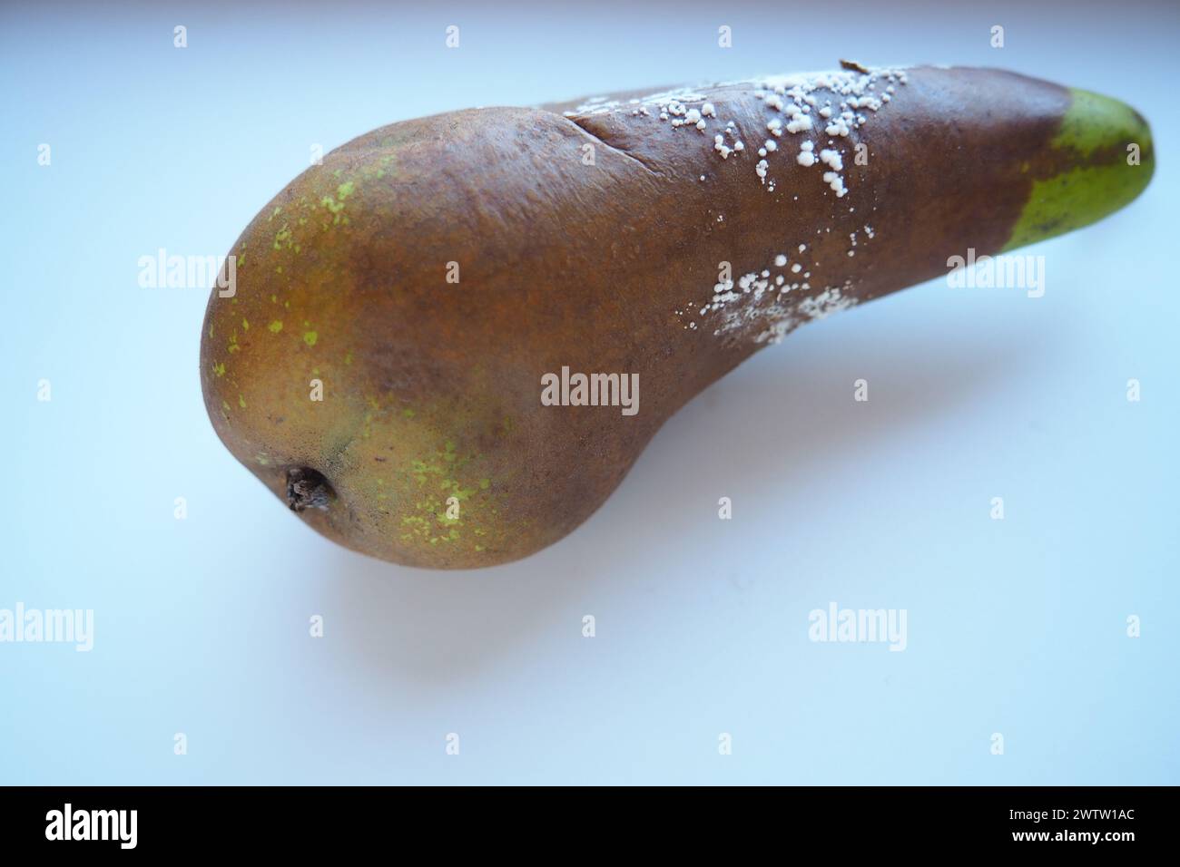 Formation of mold hi-res stock photography and images - Alamy