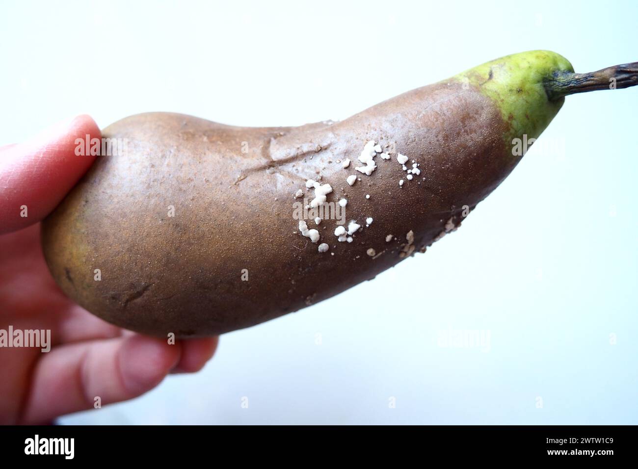 Dust like spores hi-res stock photography and images - Alamy