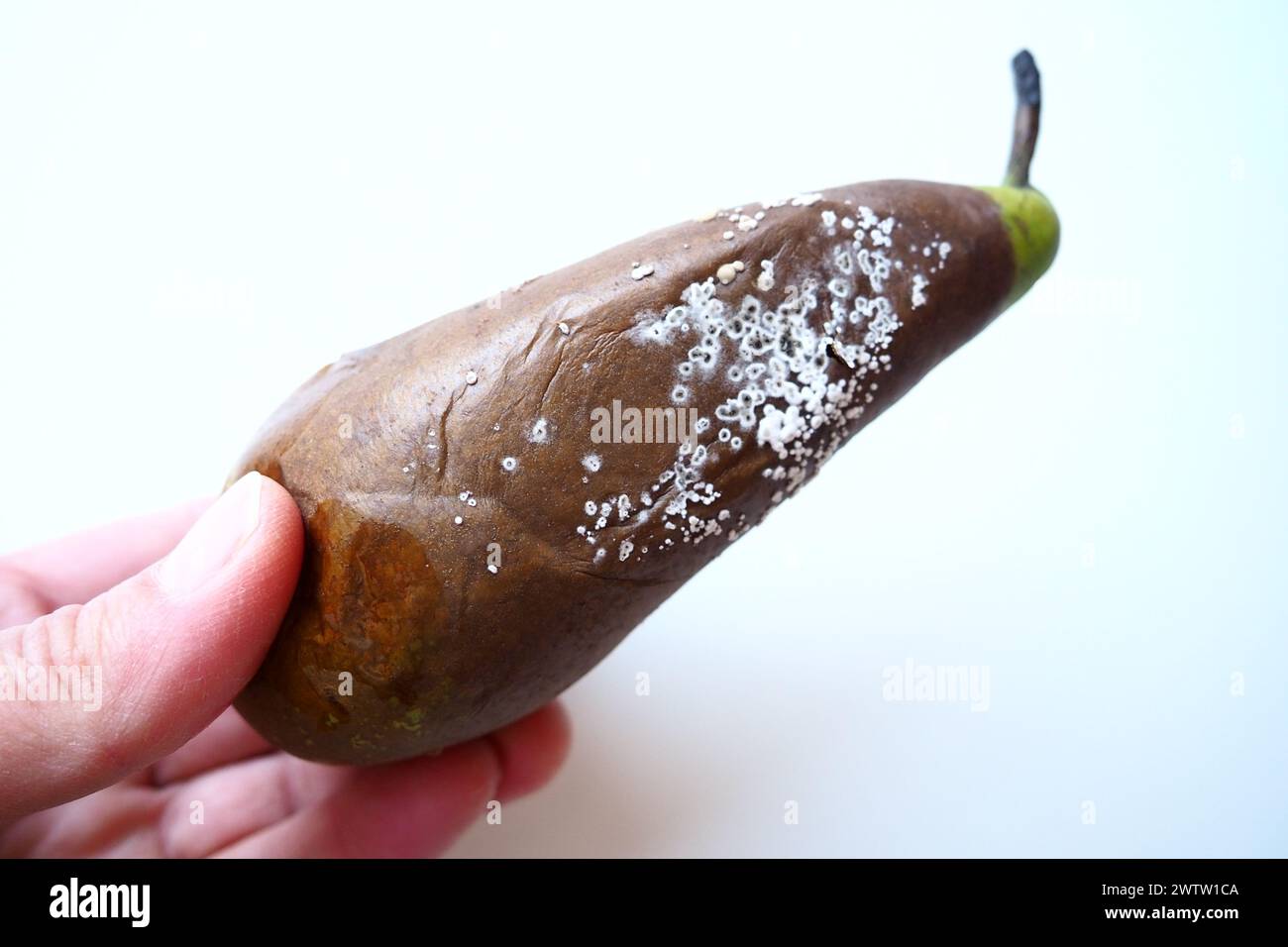 Refrigerator mold hi-res stock photography and images - Alamy