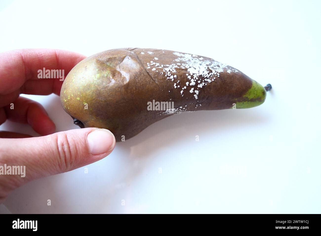 The pear became moldy. A mold or mould. The dust-like colored ...