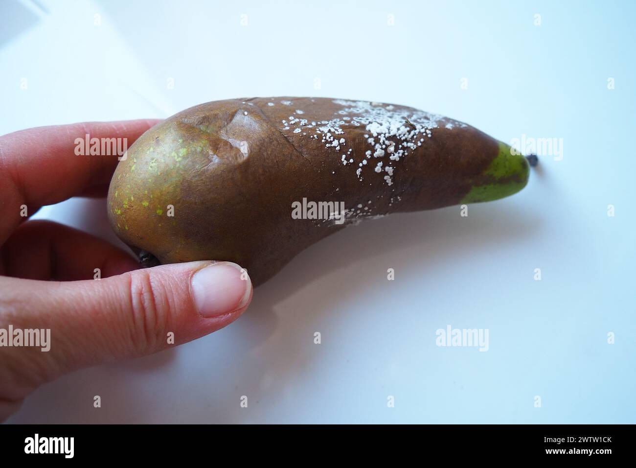 Dust like spores hi-res stock photography and images - Alamy