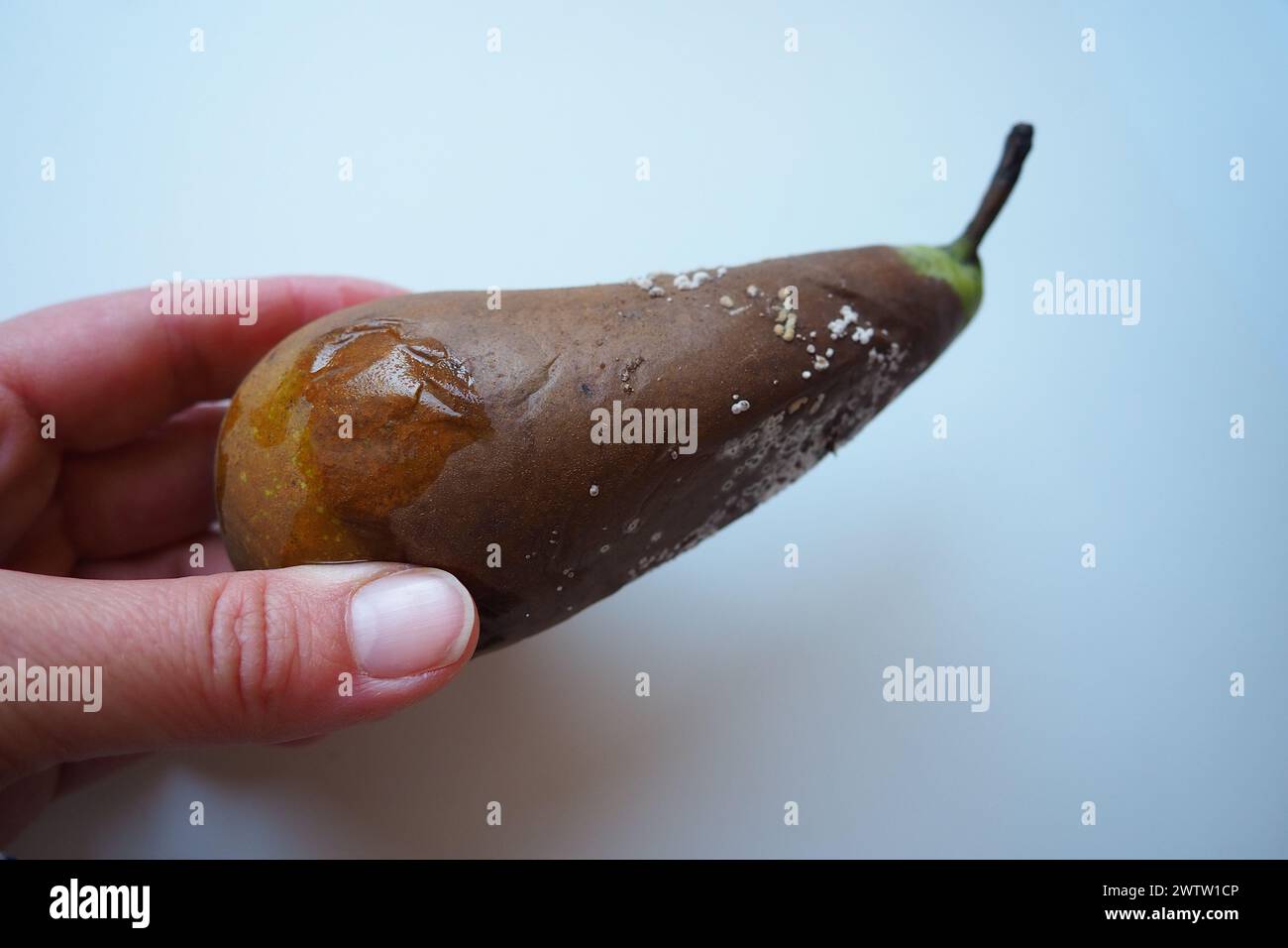 The pear became moldy. A mold or mould. The dust-like colored ...