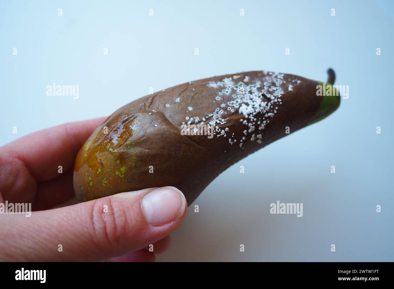 Dust like spores hi-res stock photography and images - Alamy