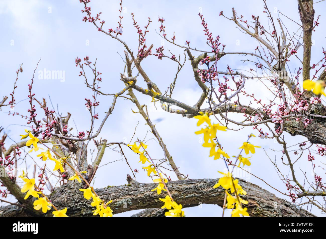 Genari or Korean Golden Bell, Forsythia koreana after rain. Early ...