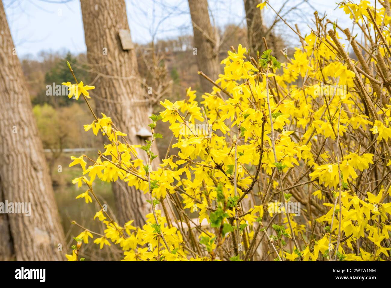 Genari or Korean Golden Bell, Forsythia koreana after rain. Early ...