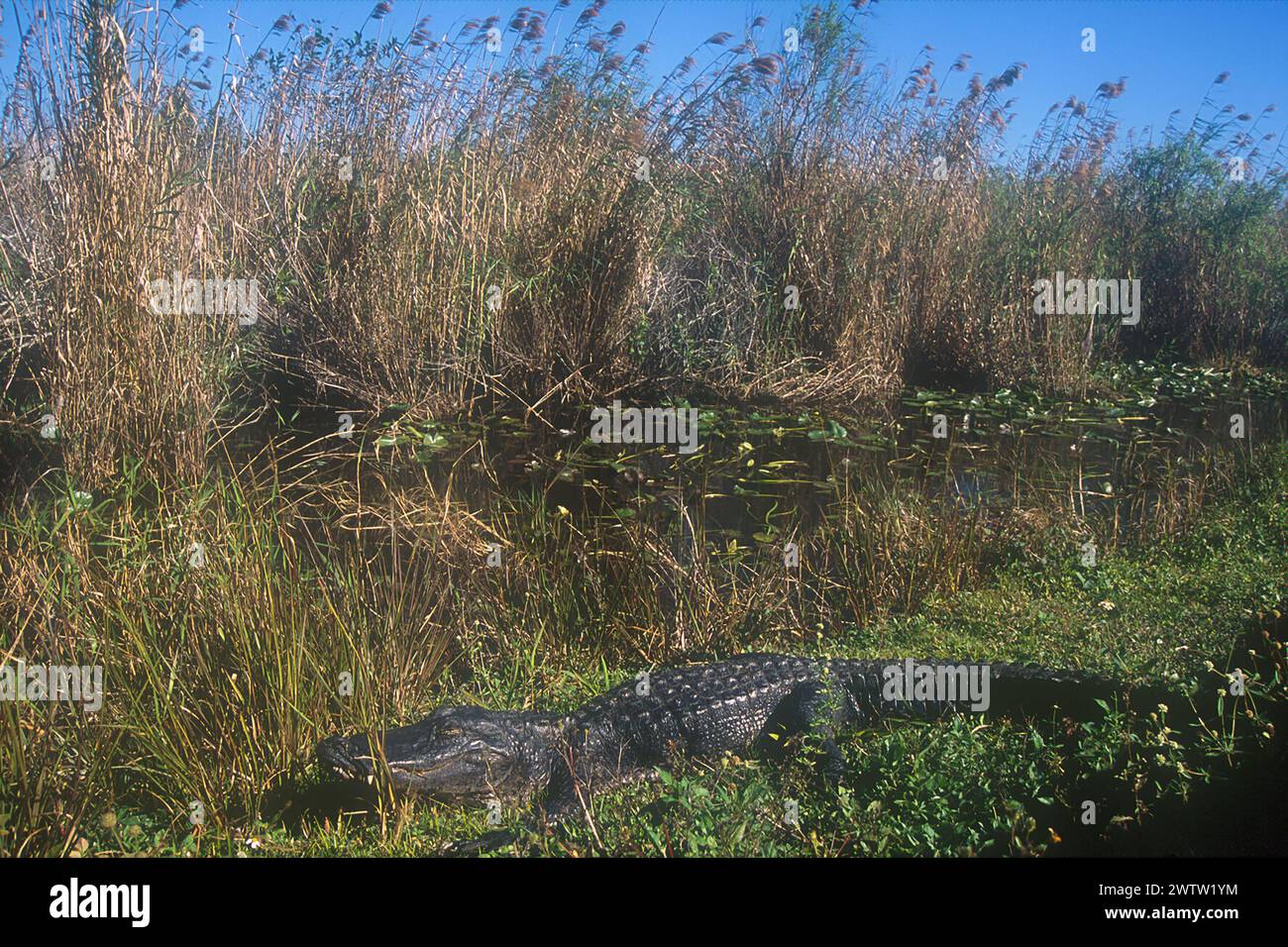 American Alligator (Alligator mississippiensis), Everglades National ...