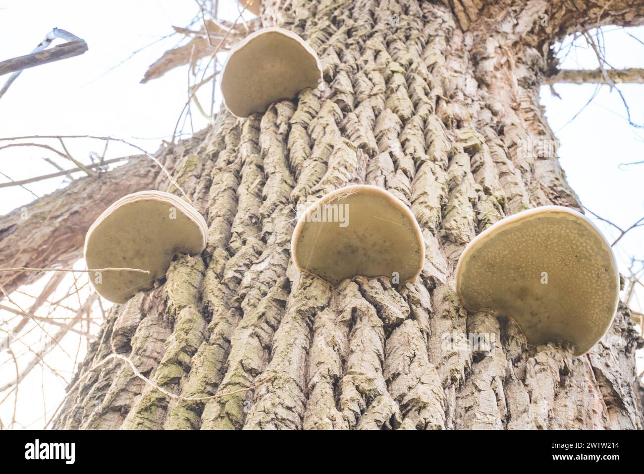 fungus is a parasite growing on tree, the trunk is covered with tinder ...