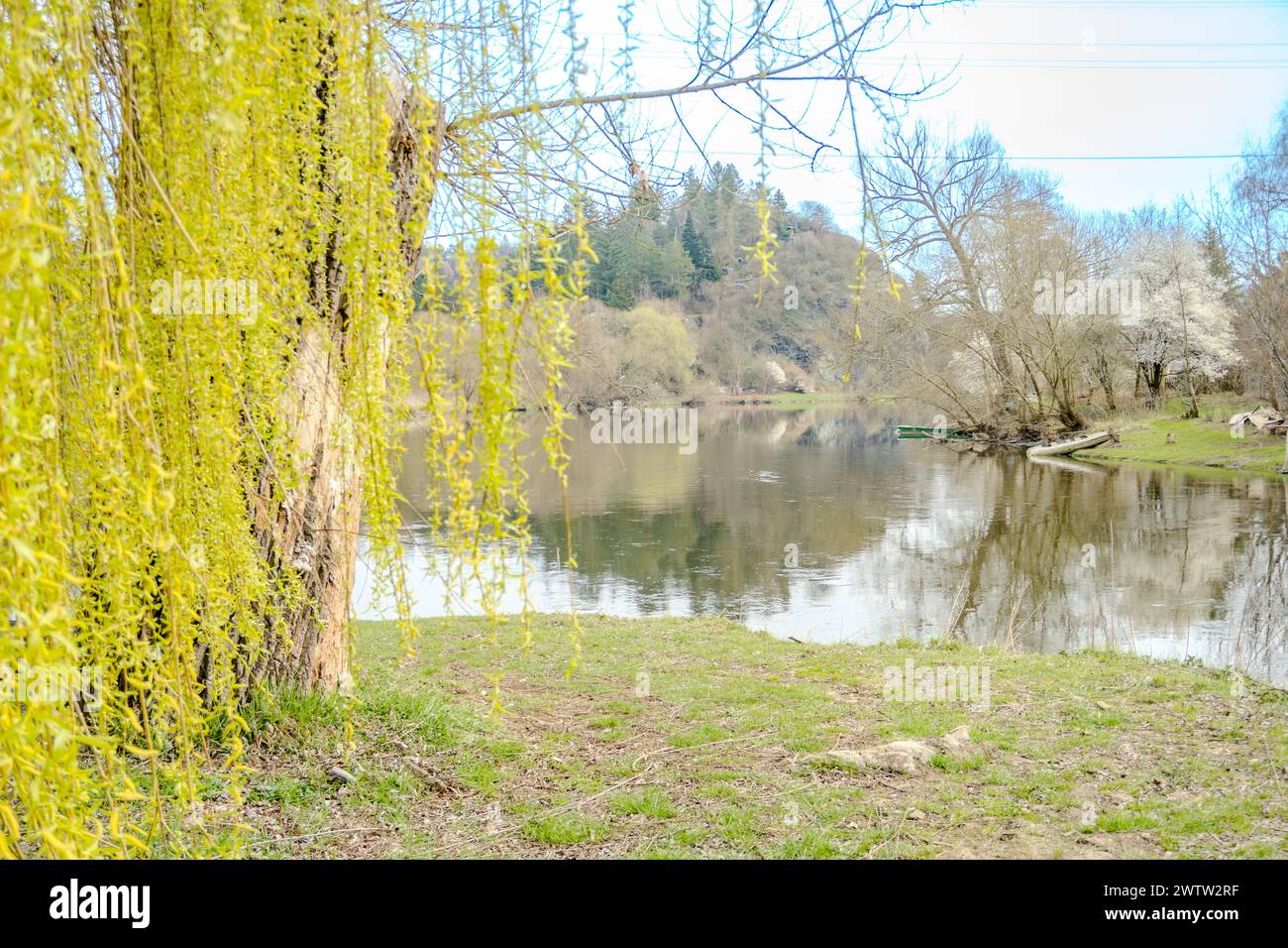 Willow leaves bloom in early spring near the Berunka River. Nature ...