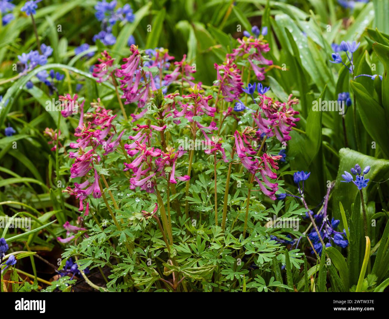 Pink flowers of the early spring blooming hardy bulb, Corydalis solida ...