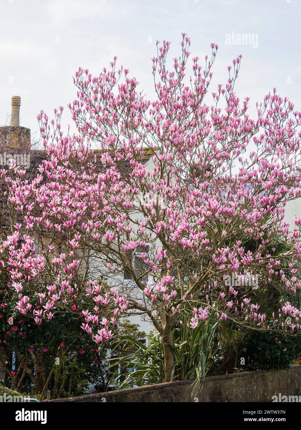 Hardy ice plant hi-res stock photography and images - Alamy