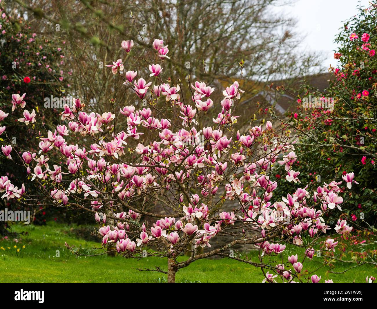 Large pink and white flowers of the early spring flowering hardy small ...