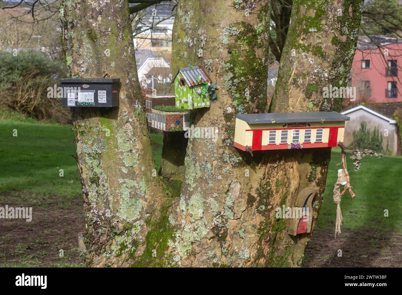 Fairy Trail ornamentation on the hugh trunk of an old tree growing in ...