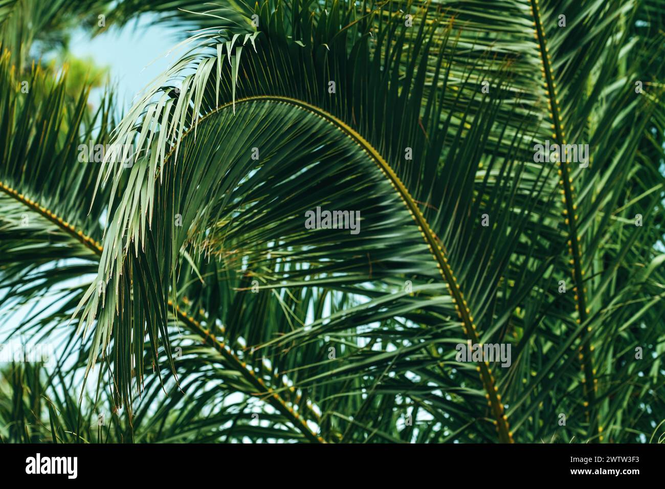 Lush green palm leaf bent down, tropical tree at the seaside, selective ...