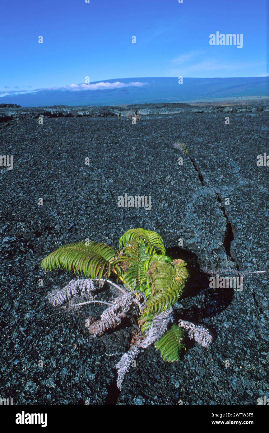 New growth plant growing in cracks in lava from September 1982 lava ...
