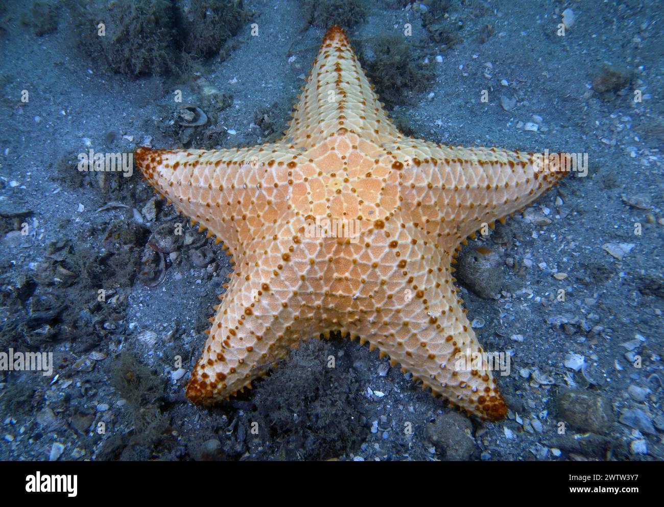 A Red Cushion Sea Star (Oreaster reticulatus) in Florida, USA Stock ...
