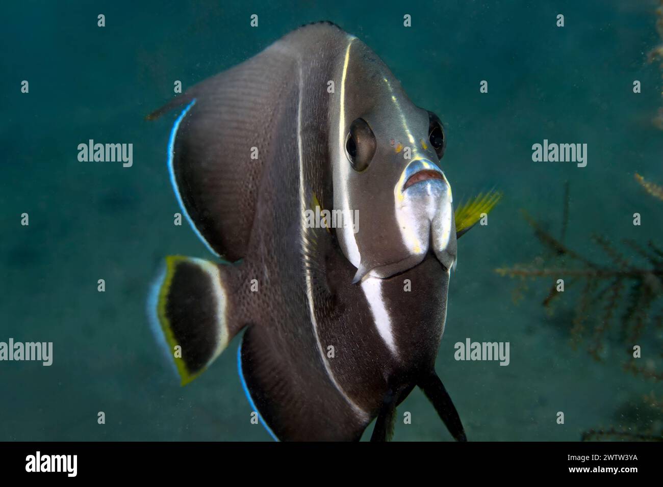 A Gray Angelfish (Pomacanthus arcuatus) in the sub-adult phase in ...