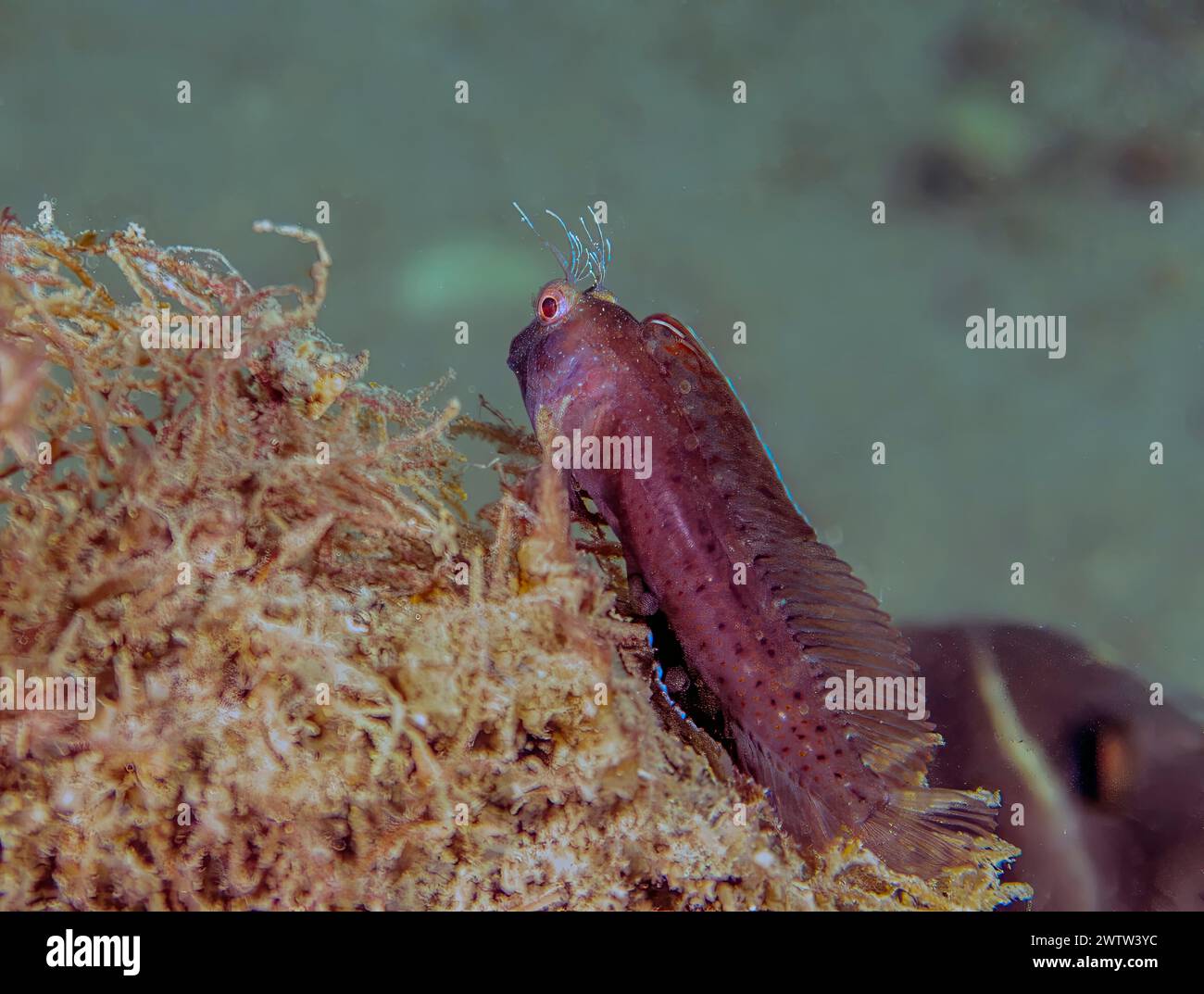 A Seaweed Blenny (Parablennius marmoreus) in Florida, USA Stock Photo ...