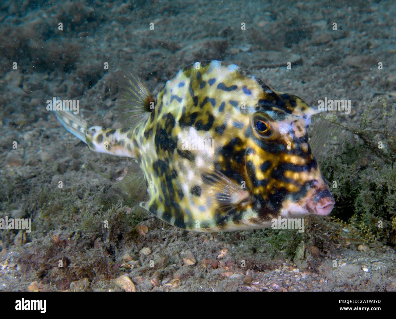 A Scrawled Cowfish (Acanthostracion quadricornis) in Florida, USA Stock ...