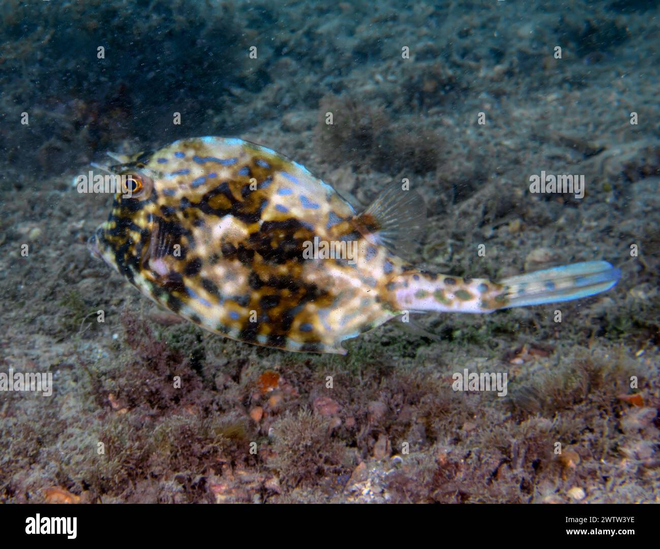 A Scrawled Cowfish (Acanthostracion quadricornis) in Florida, USA Stock ...