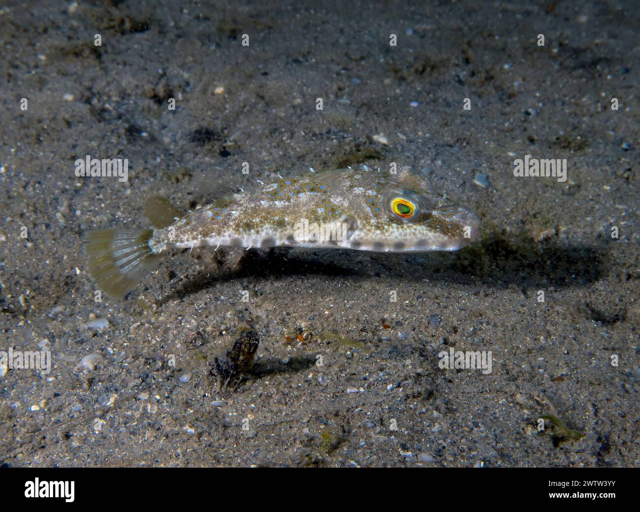 Band tail puffer fish hi-res stock photography and images - Alamy