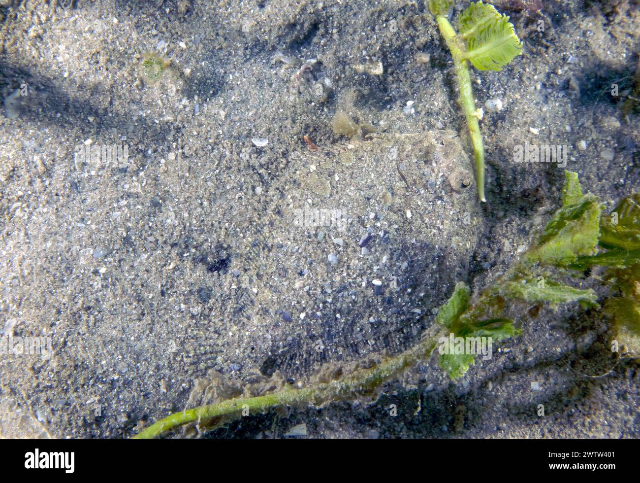 An Eyed Flounder (Bothus ocellatus) in Florida, USA Stock Photo - Alamy