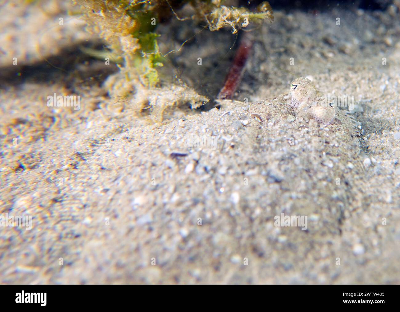 An Eyed Flounder (Bothus ocellatus) in Florida, USA Stock Photo - Alamy