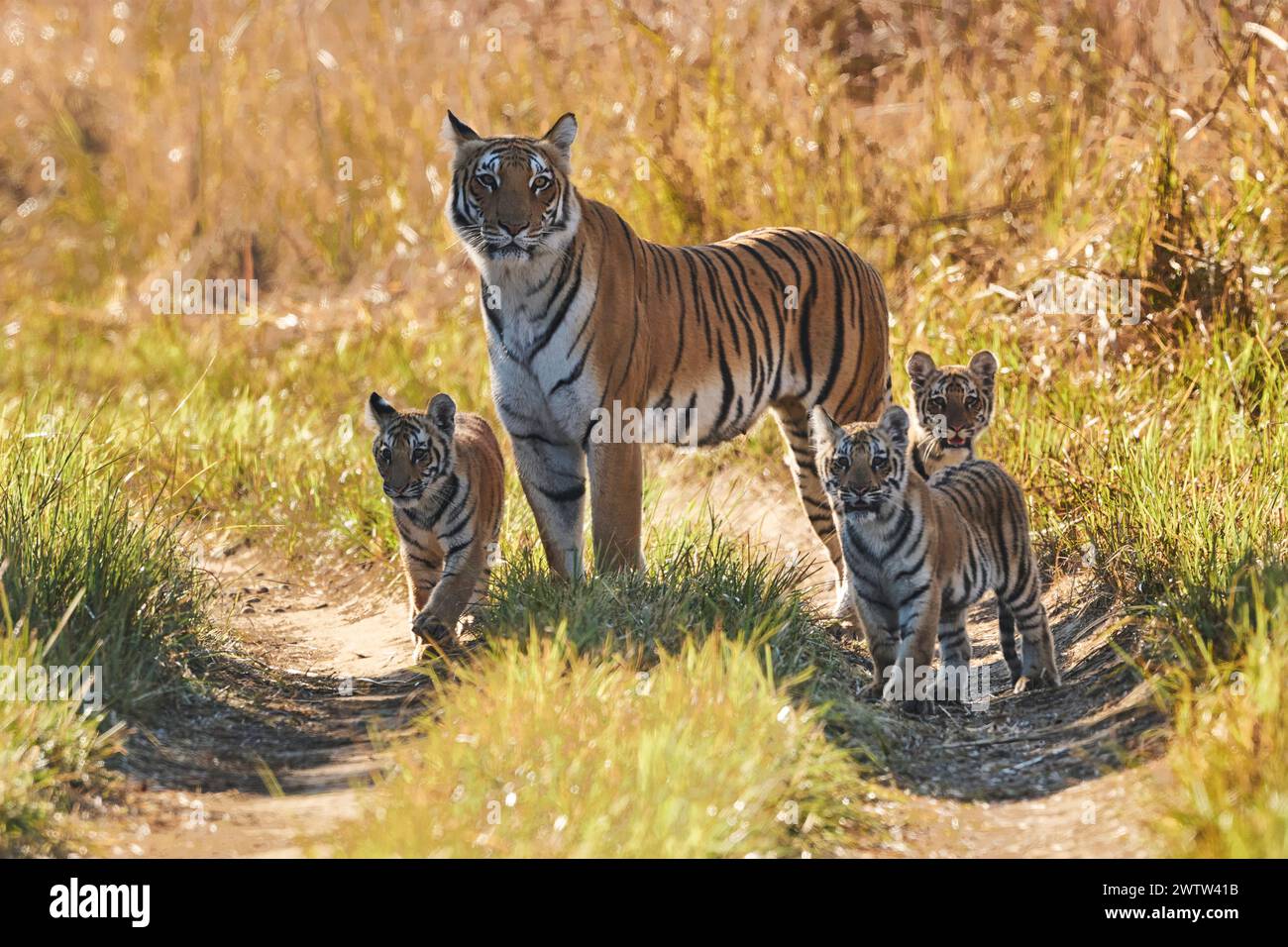 Tigress with three cubs in Corbett National Park, February 2024. This ...