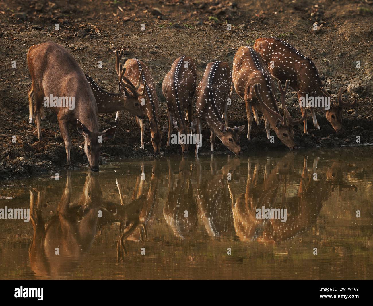 Chital or cheetal - Axis axis also Spotted deer, native to the Indian ...