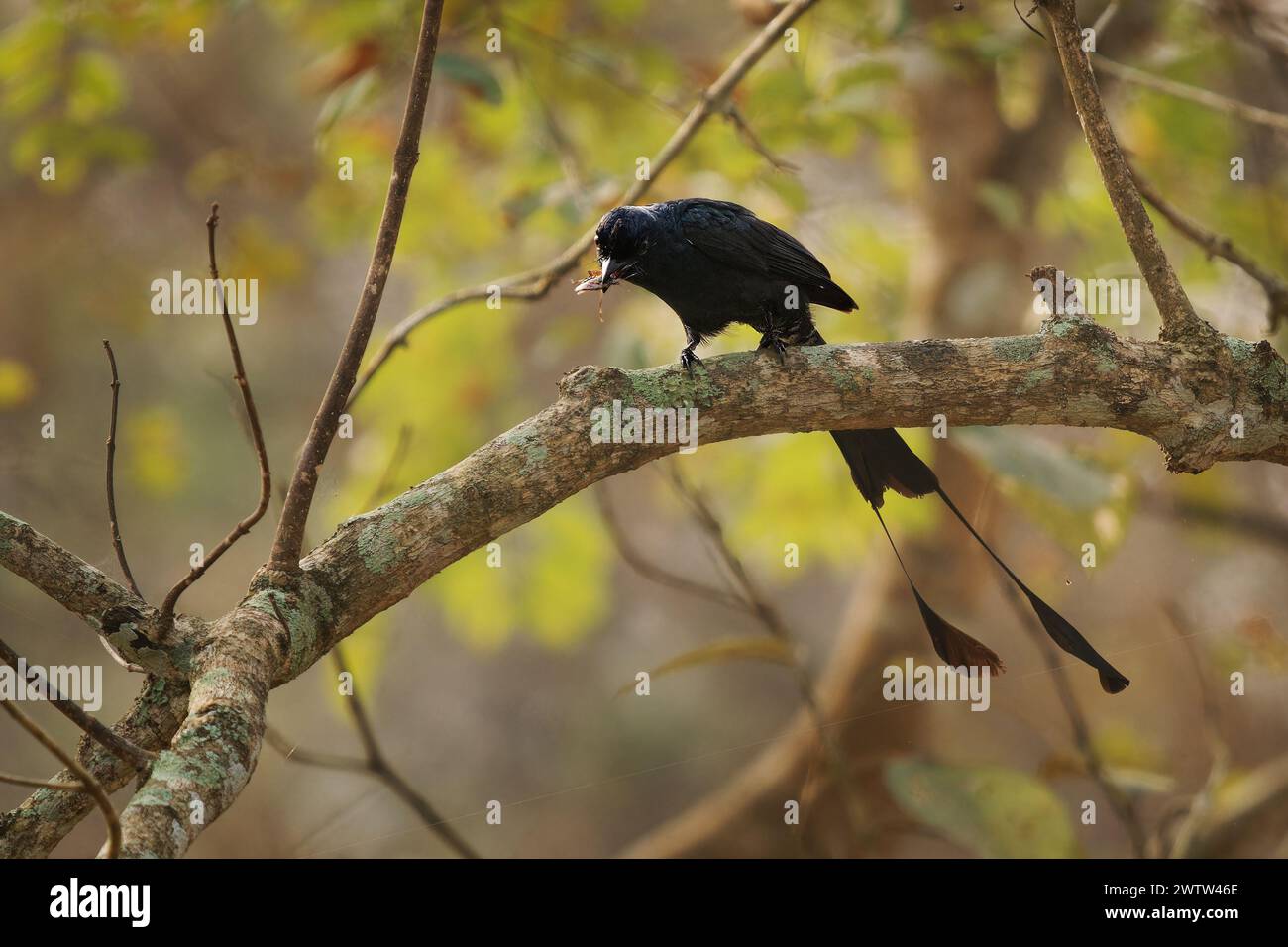 Racket tailed drongo hi-res stock photography and images - Alamy