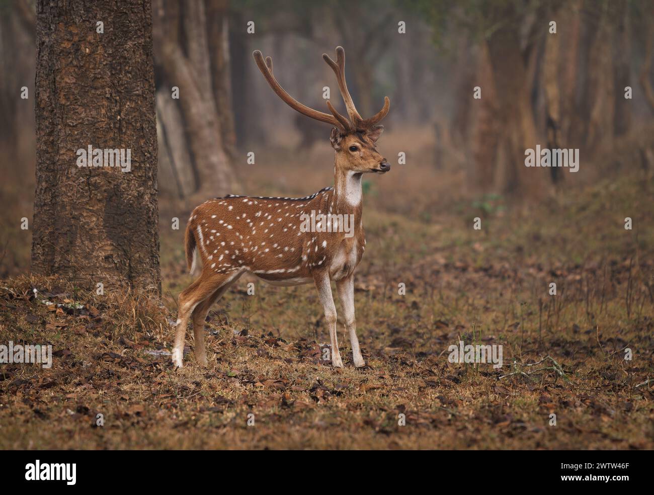 Chital or cheetal - Axis axis also Spotted deer, native to the Indian ...
