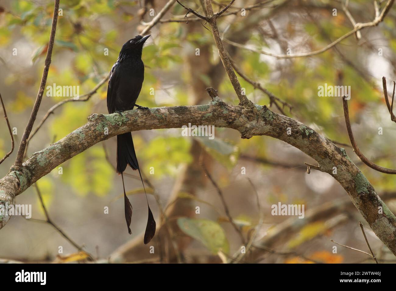Greater Racket-tailed Drongo - Dicrurus paradiseus, Asian bird with ...