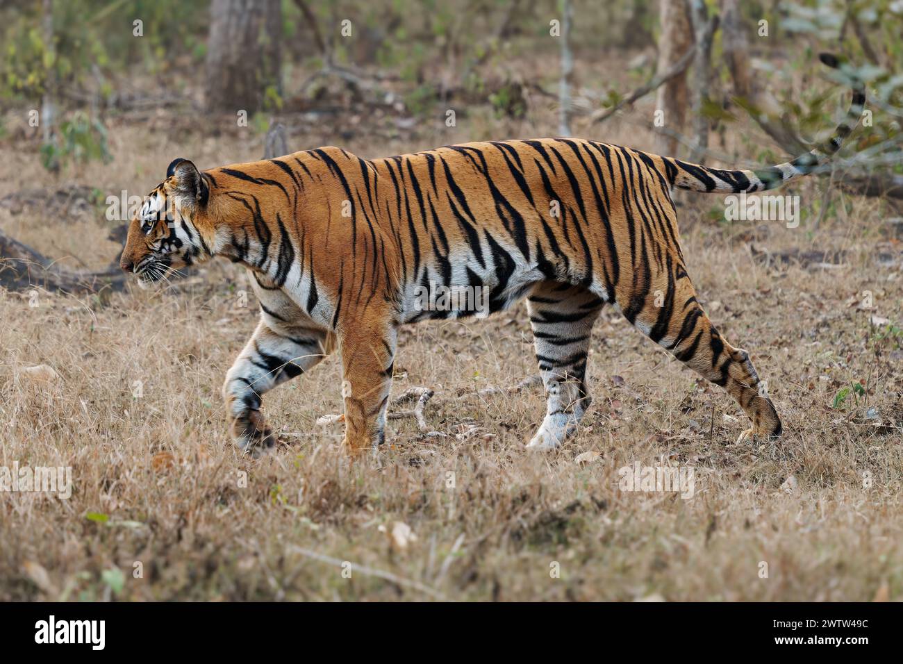 Bengal Tiger, Panthera tigris tigris, is the biggest cat in wild, cat ...