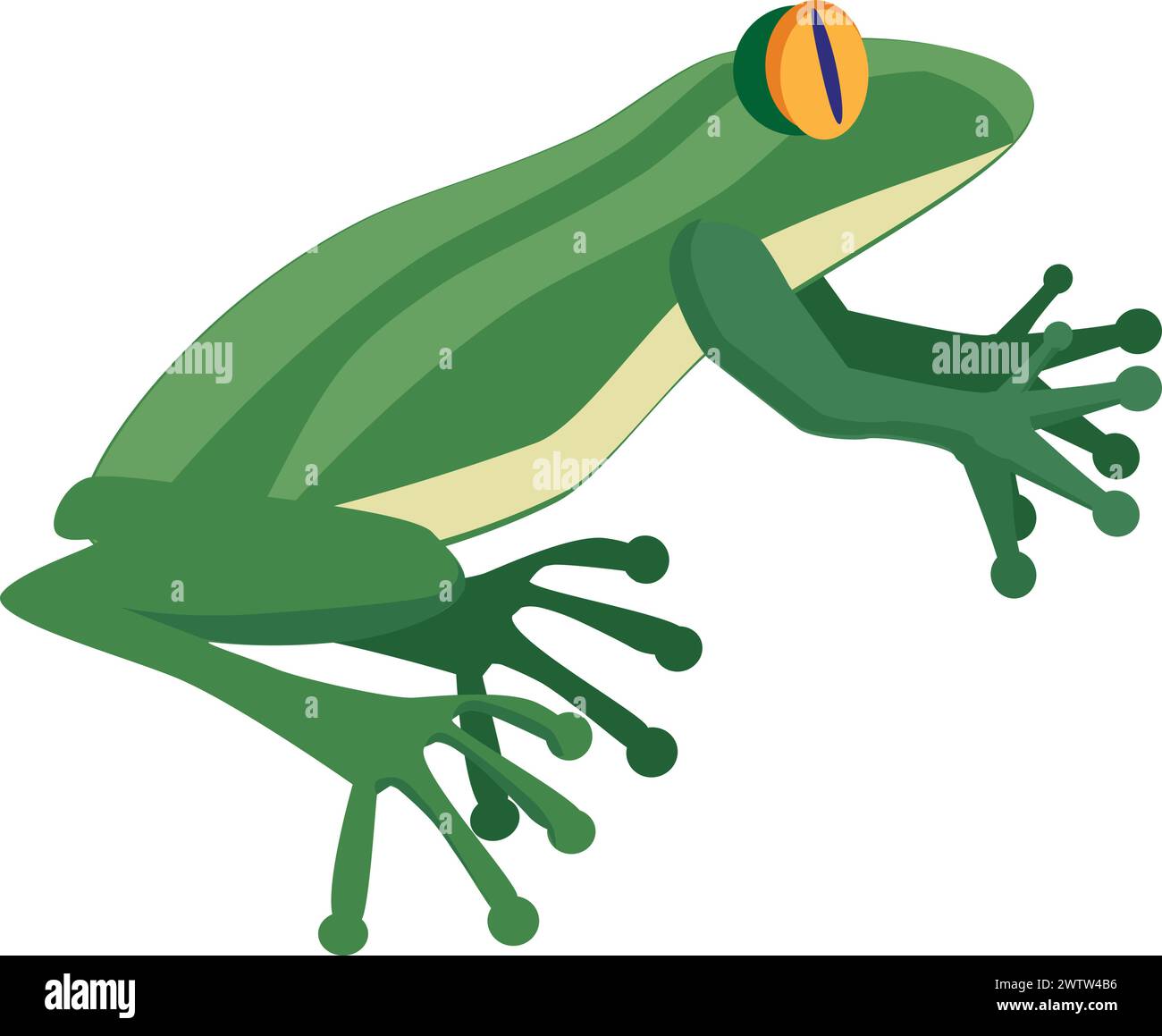 Green amphibia. Natural fauna. Wild frog or toad Stock Vector Image ...