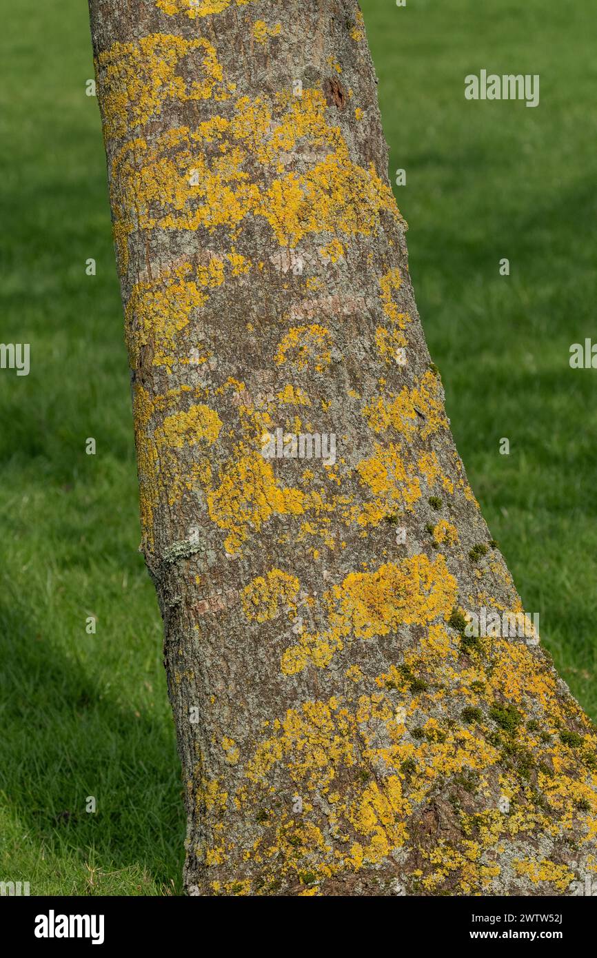 Yellow lichen on a tree trunk Stock Photo - Alamy