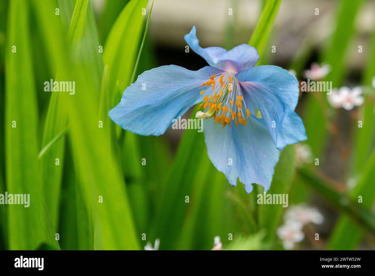 Meconopsis himalayan poppy hi-res stock photography and images - Alamy