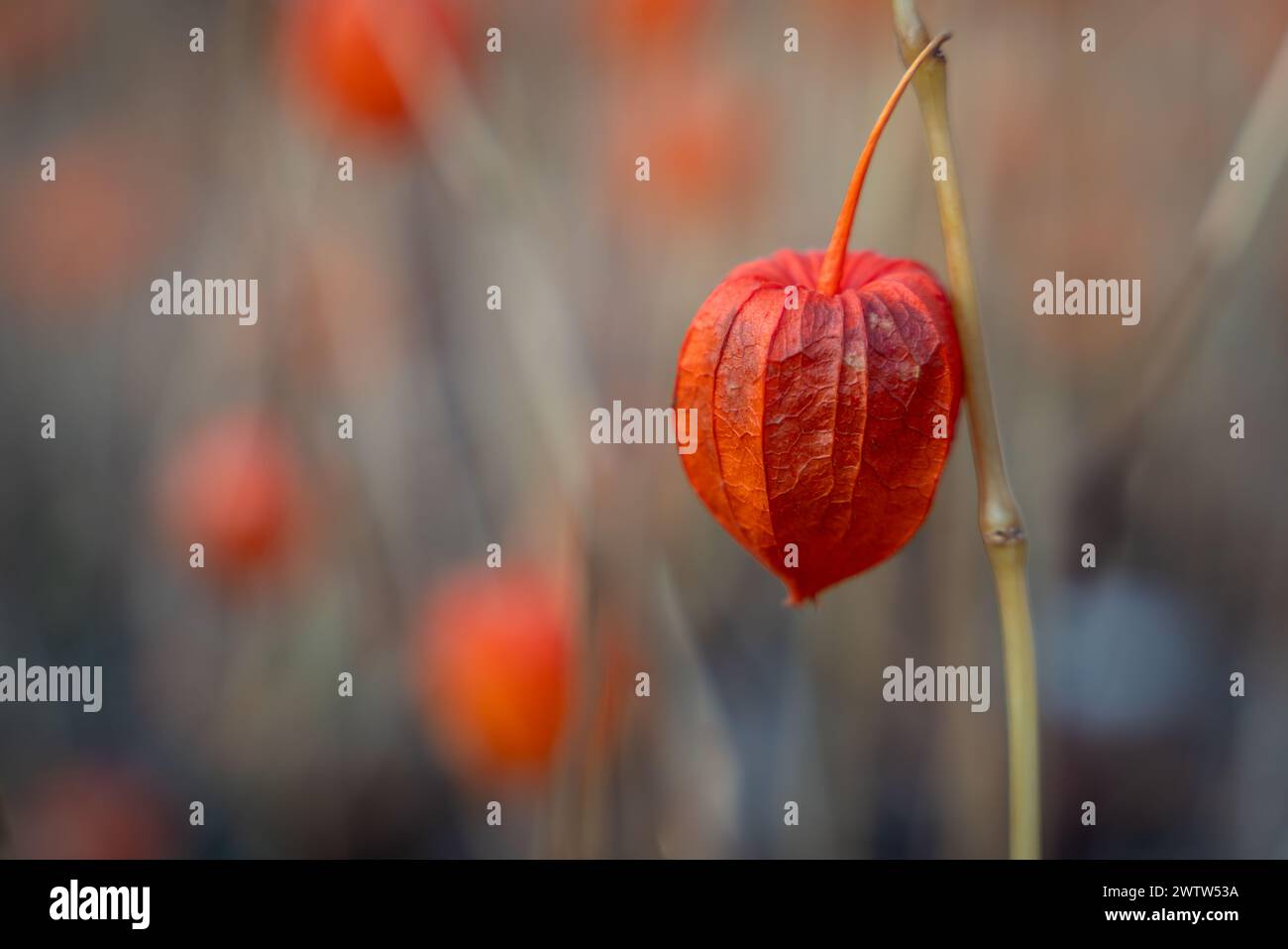 A close-up of Chinese lantern flowers known as bladder cherry flowers ...