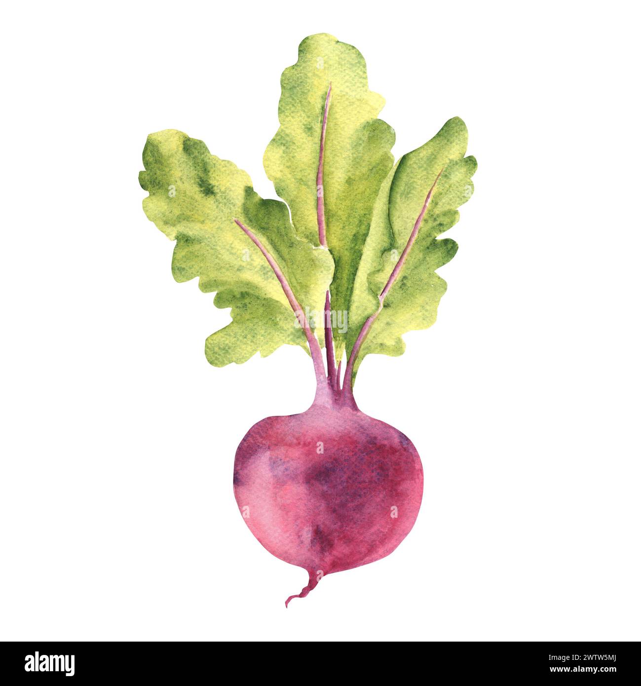 Whole Beet root with green leaves. Watercolor hand drawn illustration ...